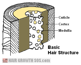 Hair Structure, Diagrams and Function of the Hair Shaft Layers
